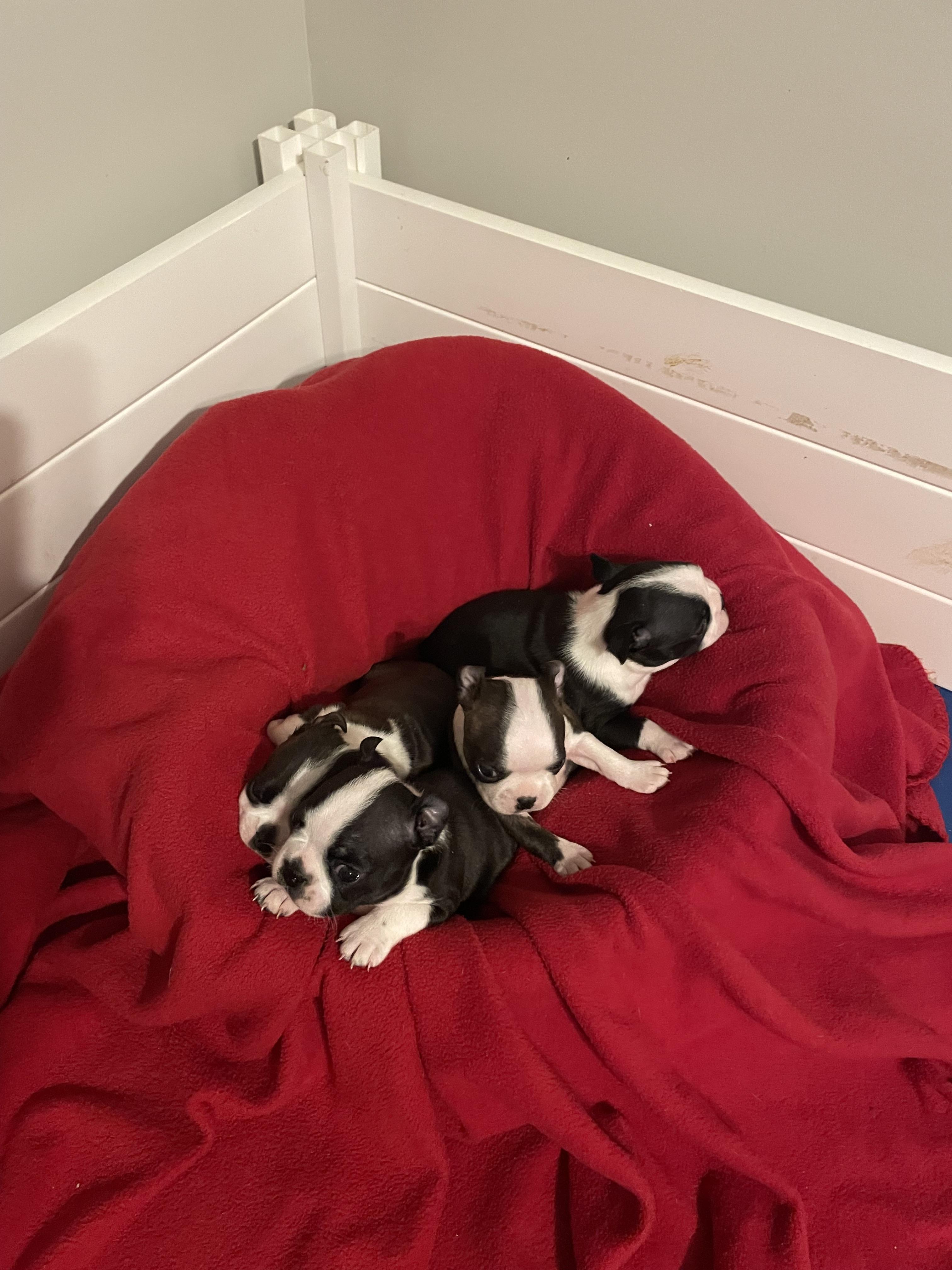 Boston Babies in Georgia | Boston Terrier puppies | Good Dog