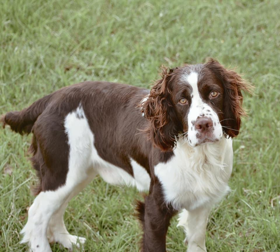 LeeCo. Springers in Texas | English Springer Spaniel puppies | Good Dog