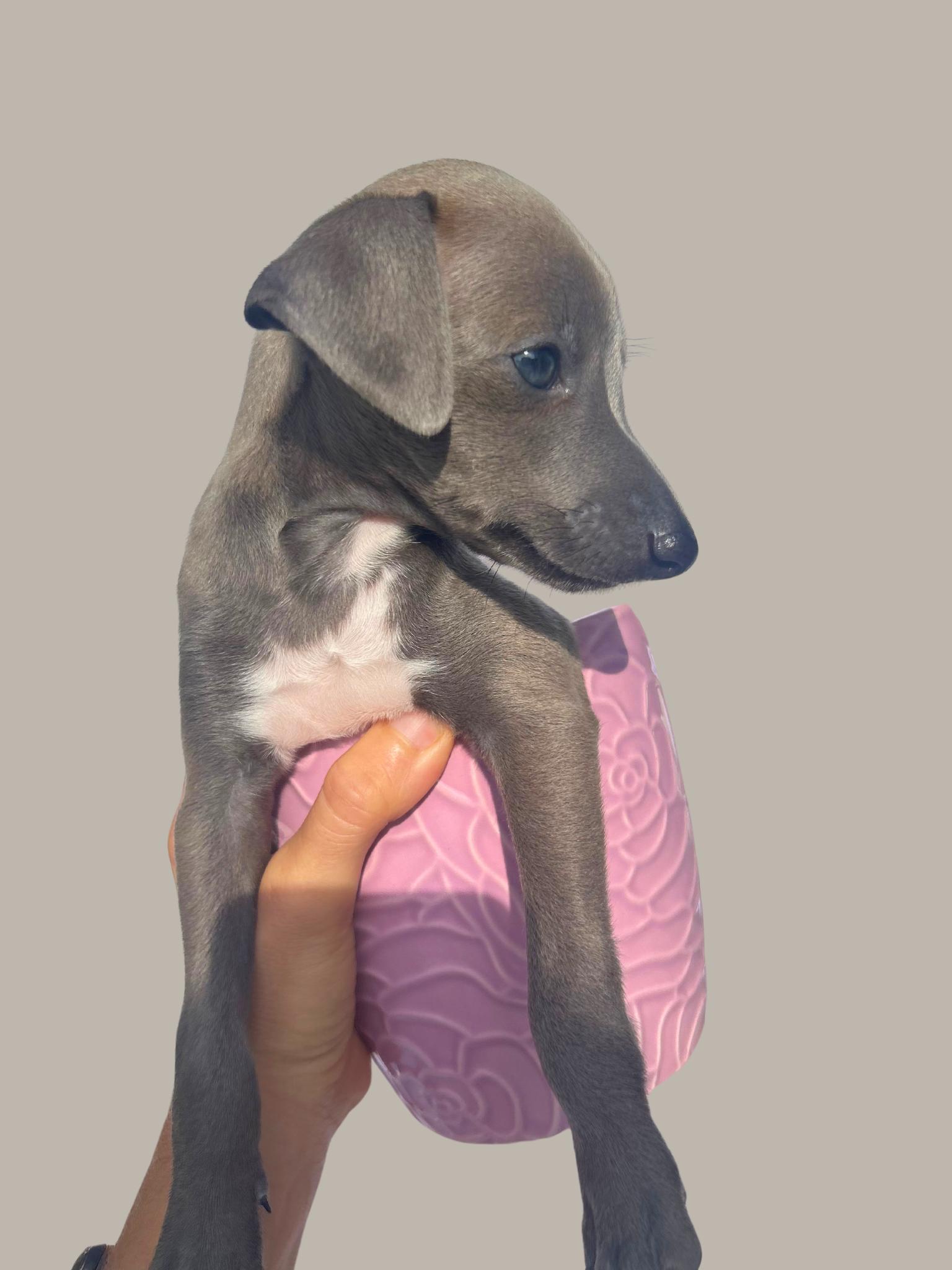 Julia's Italian Greyhounds in New York | Italian Greyhound puppies ...