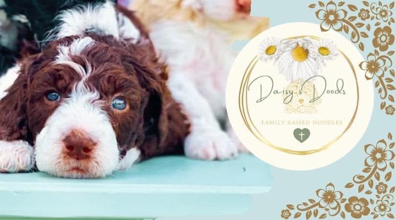 Daisys Doods in Michigan | Goldendoodle puppies | Good Dog
