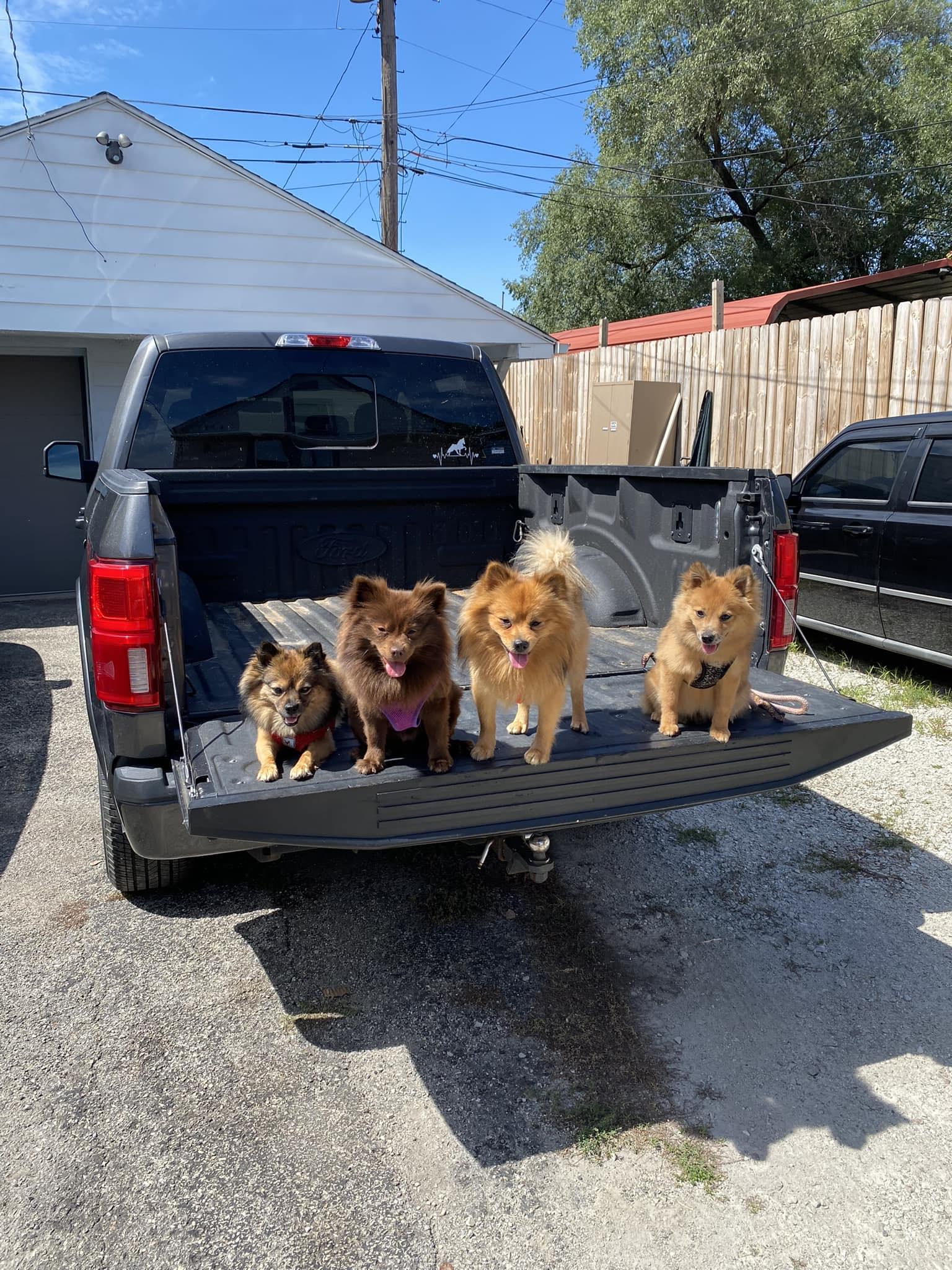Juliana's Pomeranians in Illinois | Pomeranian puppies | Good Dog