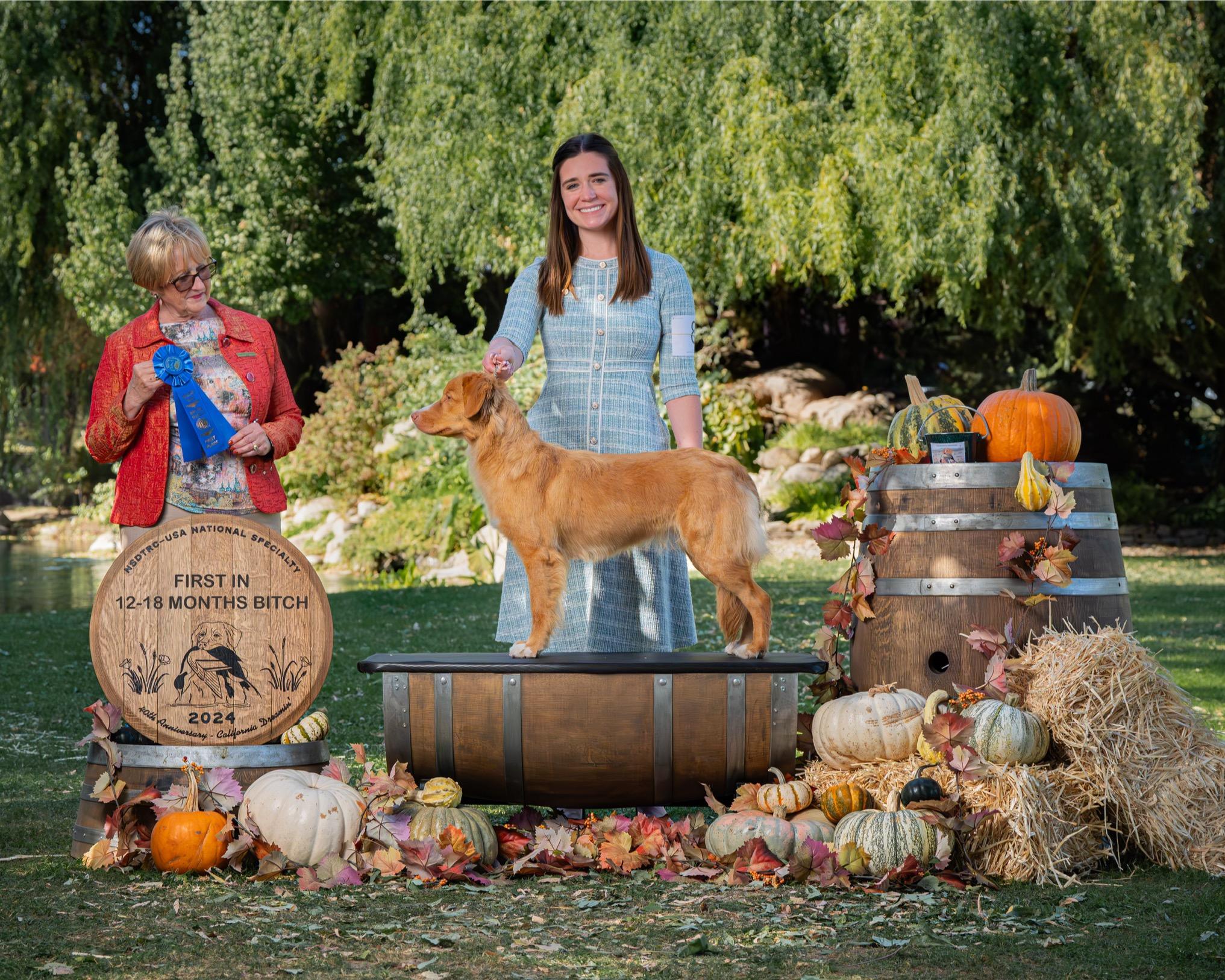 Terracotta Tollers in Utah | Nova Scotia Duck Tolling Retriever puppies ...