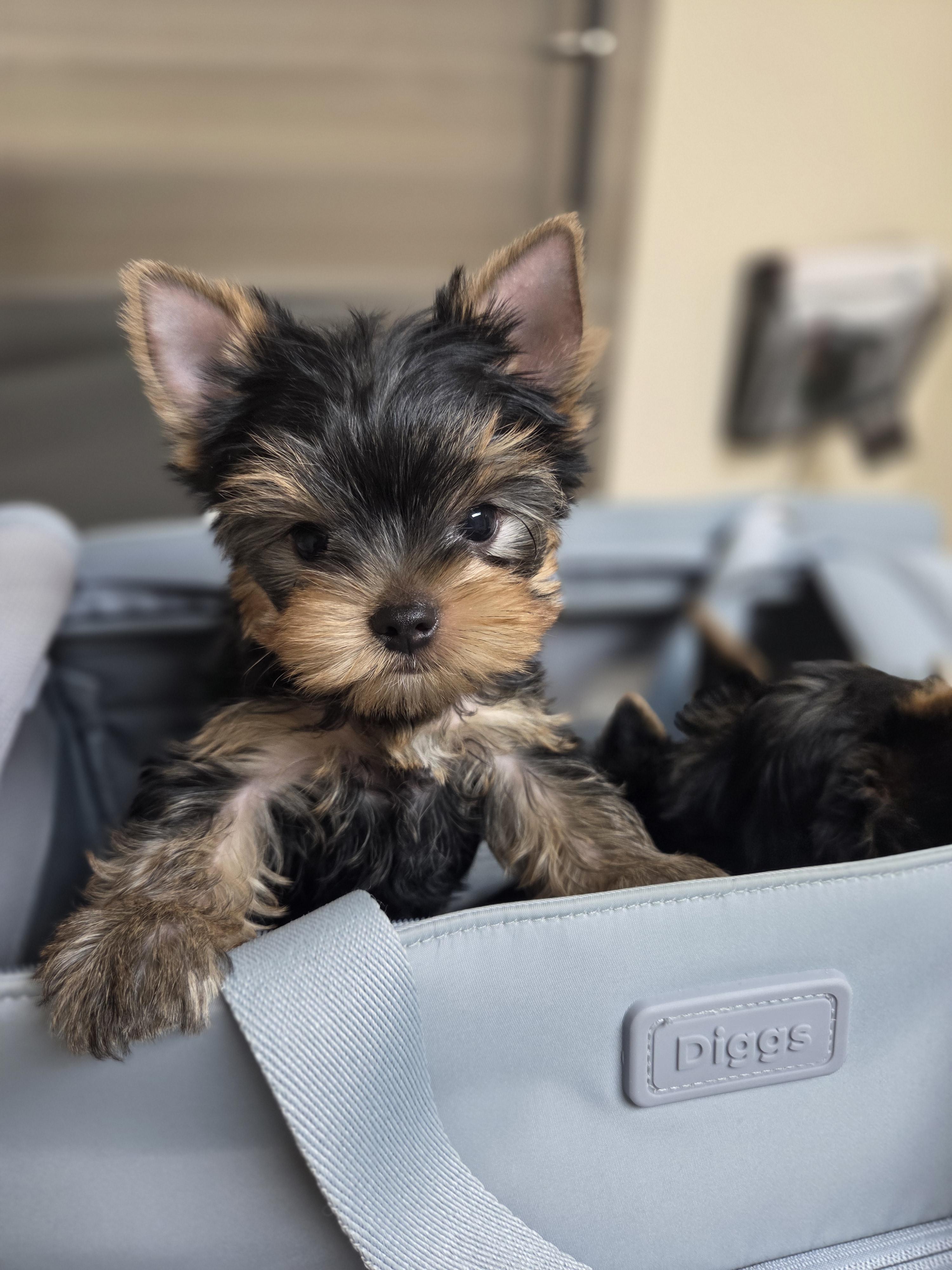Joyful Yorkies in Washington | Yorkshire Terrier puppies | Good Dog