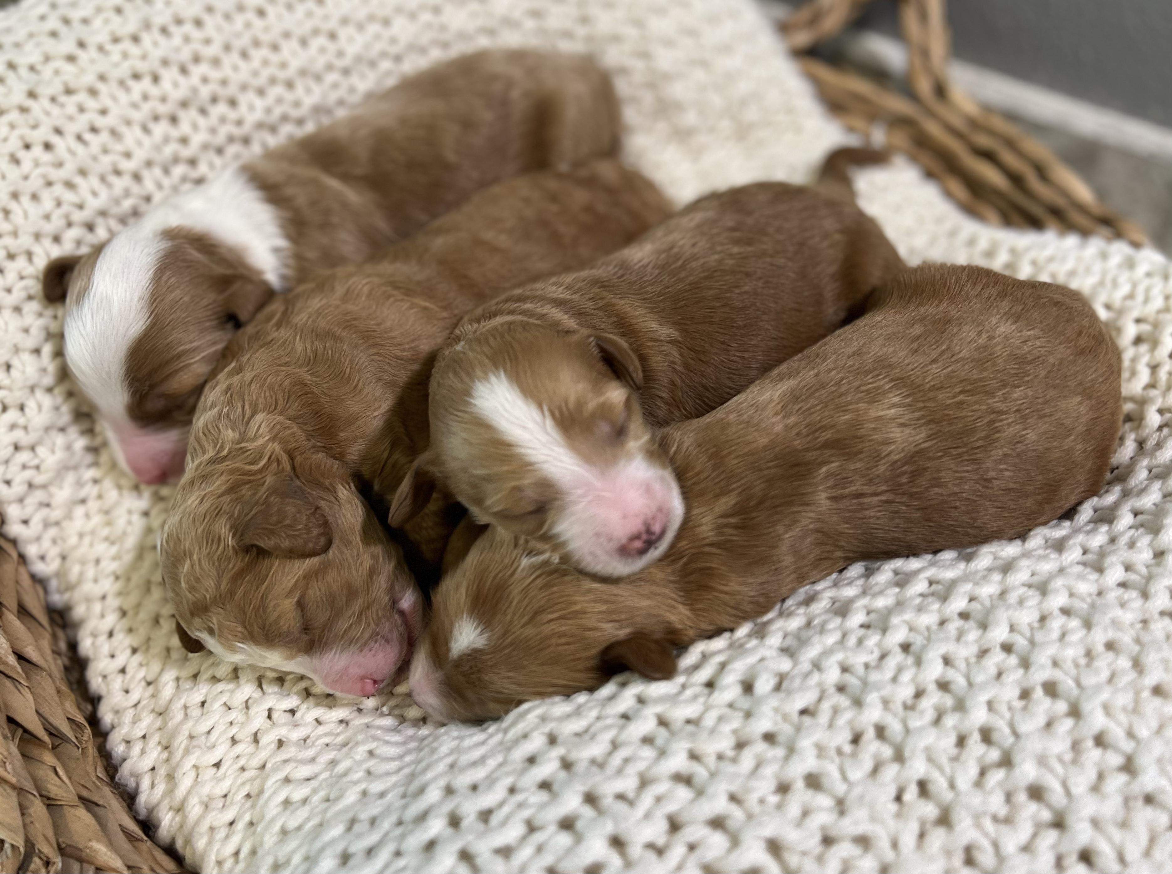 Abby’s Standard Goldendoodles in Florida | Goldendoodle puppies | Good Dog