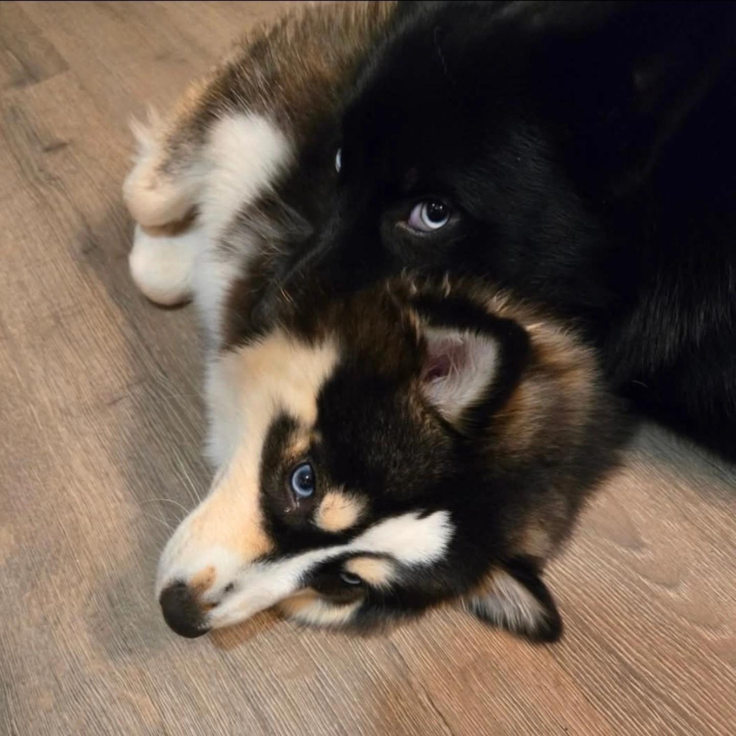 Atencio Pomsky in Tennessee | Pomsky puppies | Good Dog