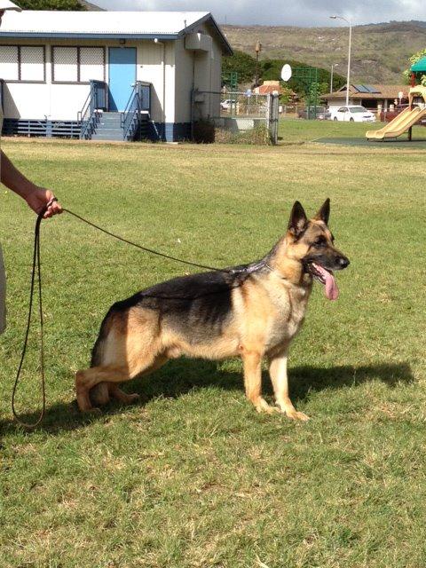 Rick's German Shepherds in Hawaii | German Shepherd puppies | Good Dog
