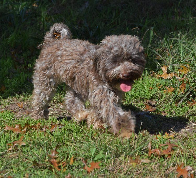 Third Coast Havanese in Texas | Havanese puppies | Good Dog