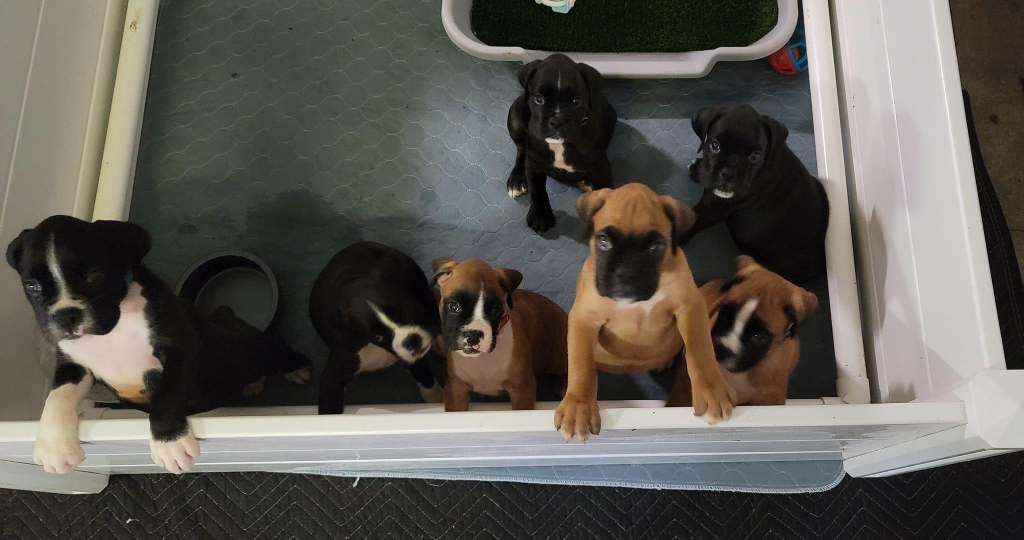 Elizabeth's Boxers in Kansas | Boxer puppies | Good Dog