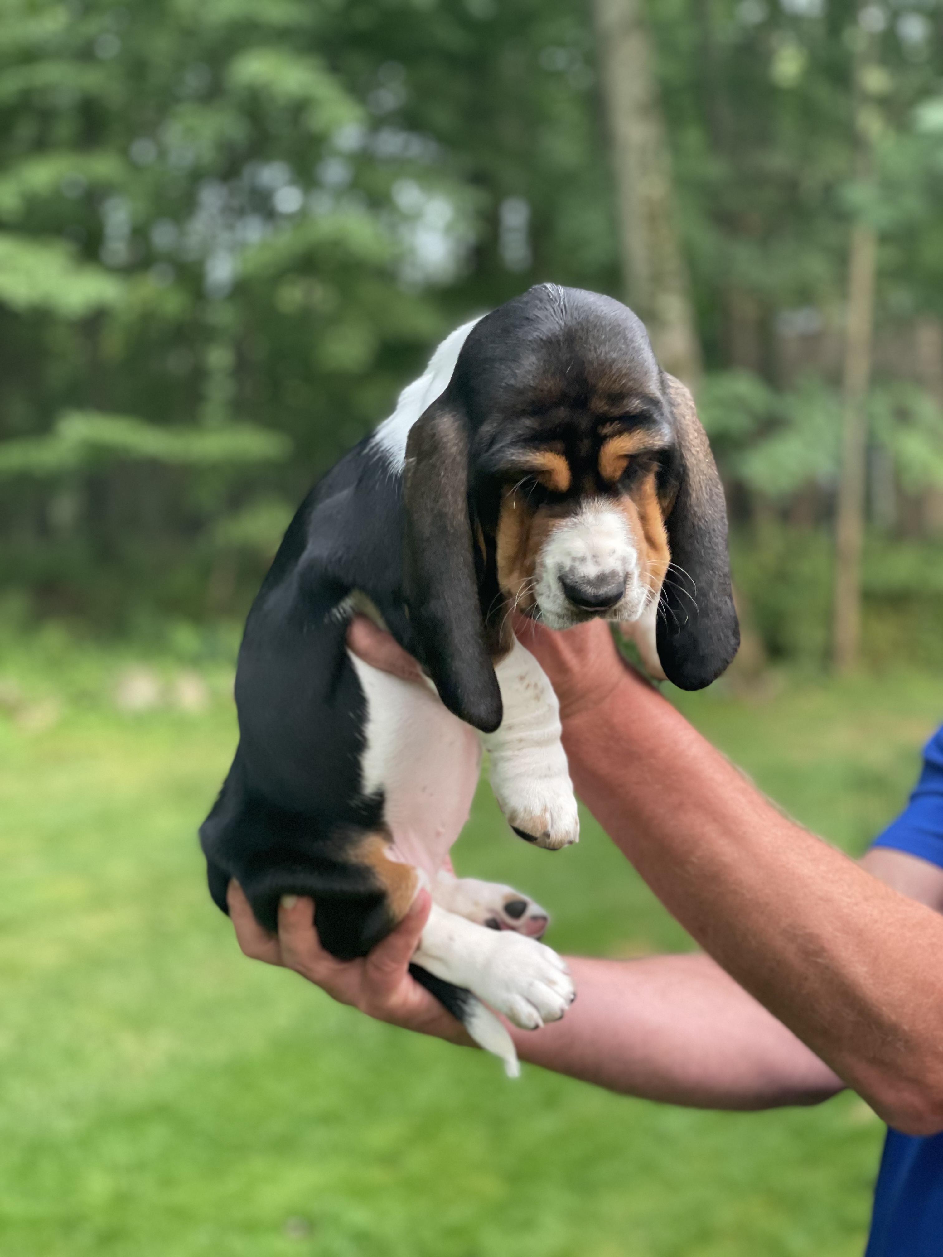 Mueller’s Bassets in Wisconsin | Basset Hound puppies | Good Dog