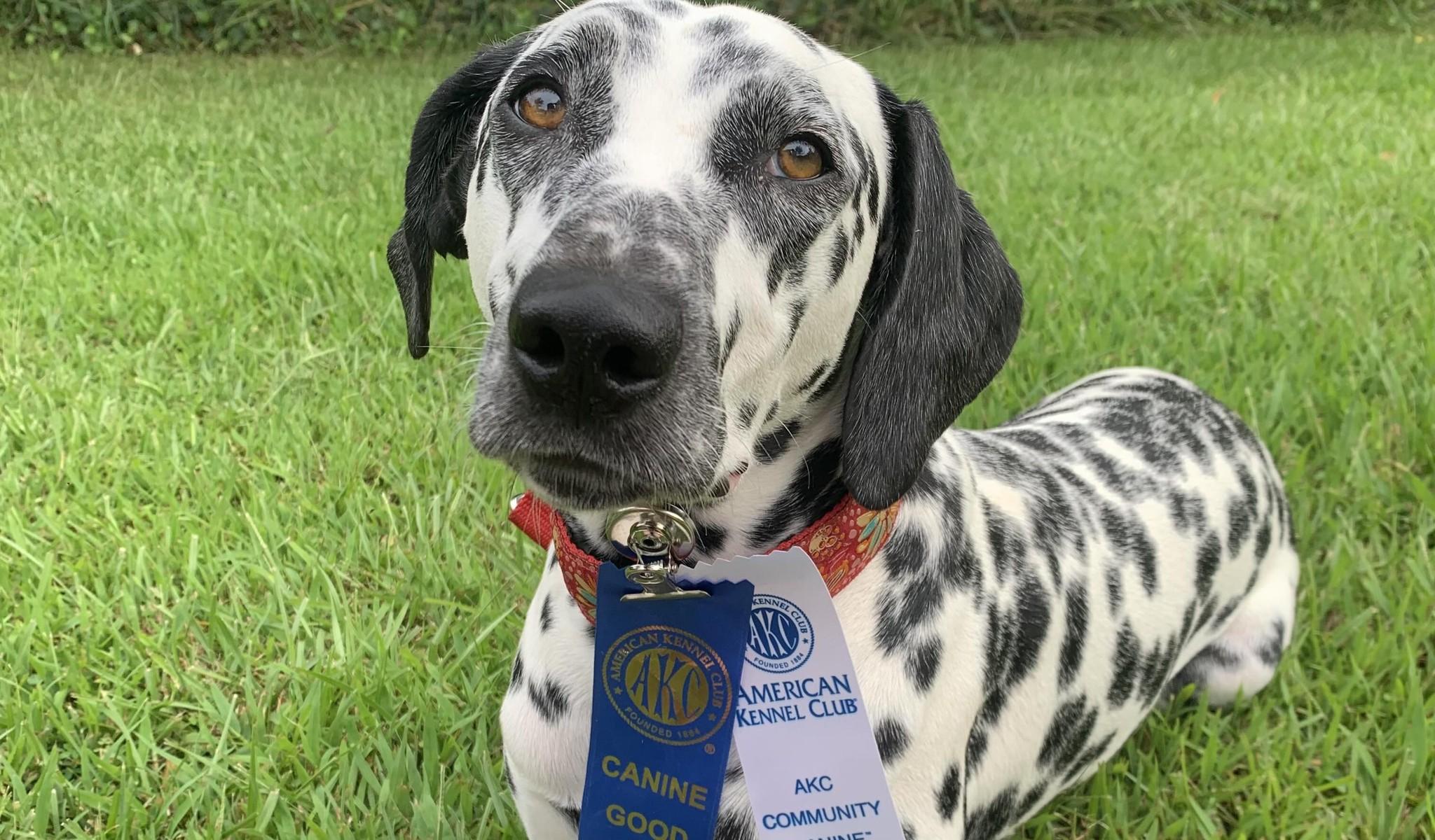 Dixon Dalmatians in Georgia | Dalmatian puppies | Good Dog