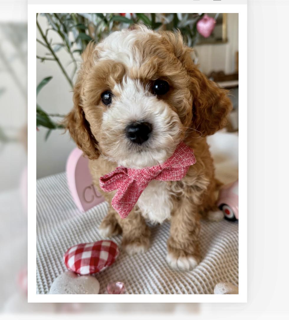 Apricot Lane Puppy in Ohio | Cavapoochon puppies | Good Dog