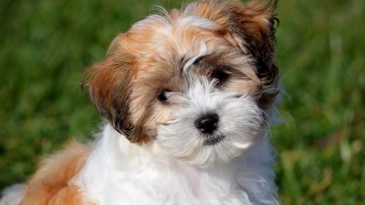 25 cute Shichon puppies for sale in Wisconsin | Good Dog