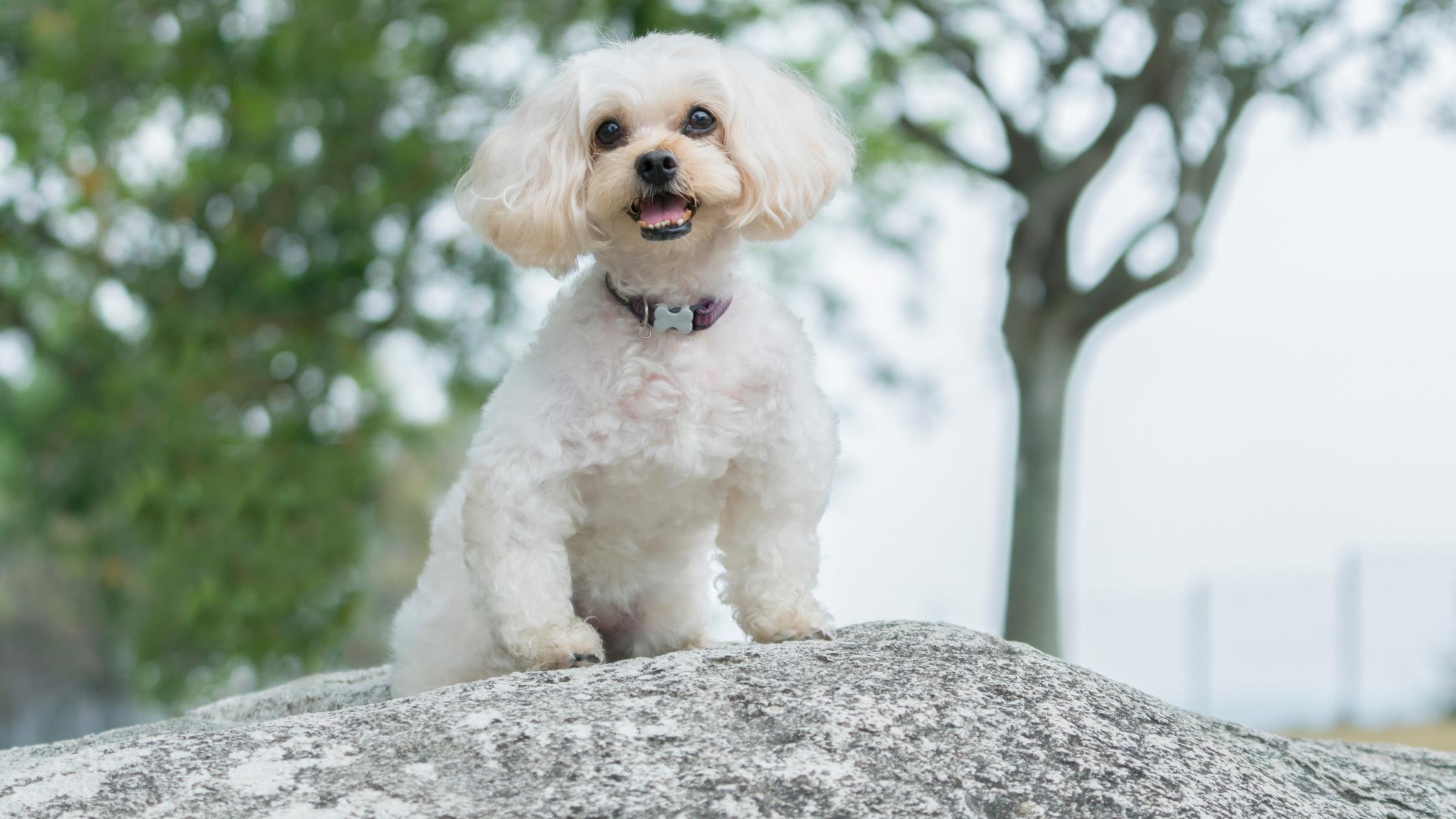 #1 Guide to Health Testing — Shihpoo | Good Dog