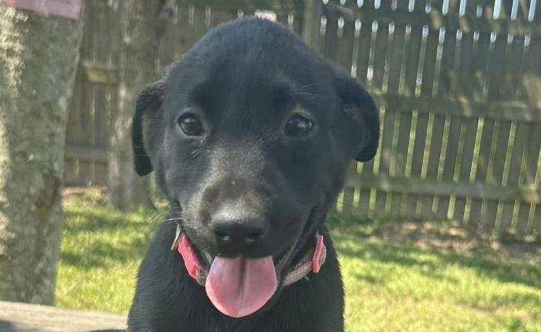 Diamond M Retrievers in Texas | Labrador Retriever puppies | Good Dog