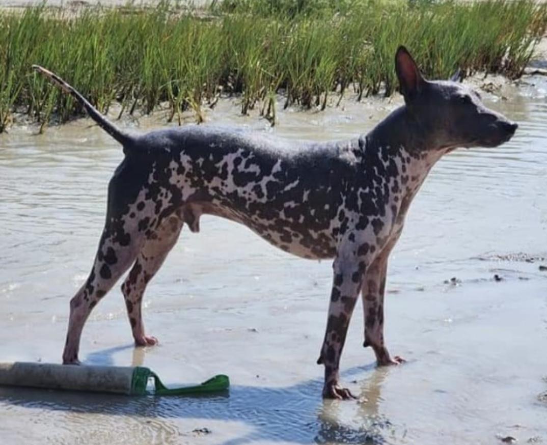 Dark Knight Kennel in Texas | American Hairless Terrier puppies | Good Dog