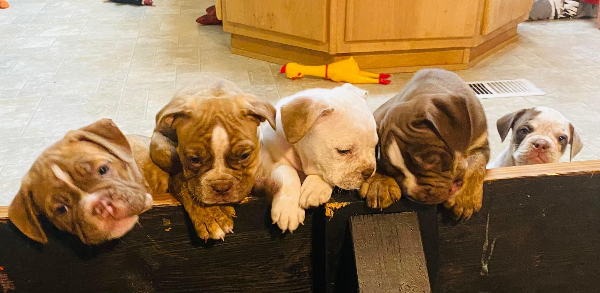 Sun City Campeiro Bulldogs in Washington | Bulldog puppies | Good Dog