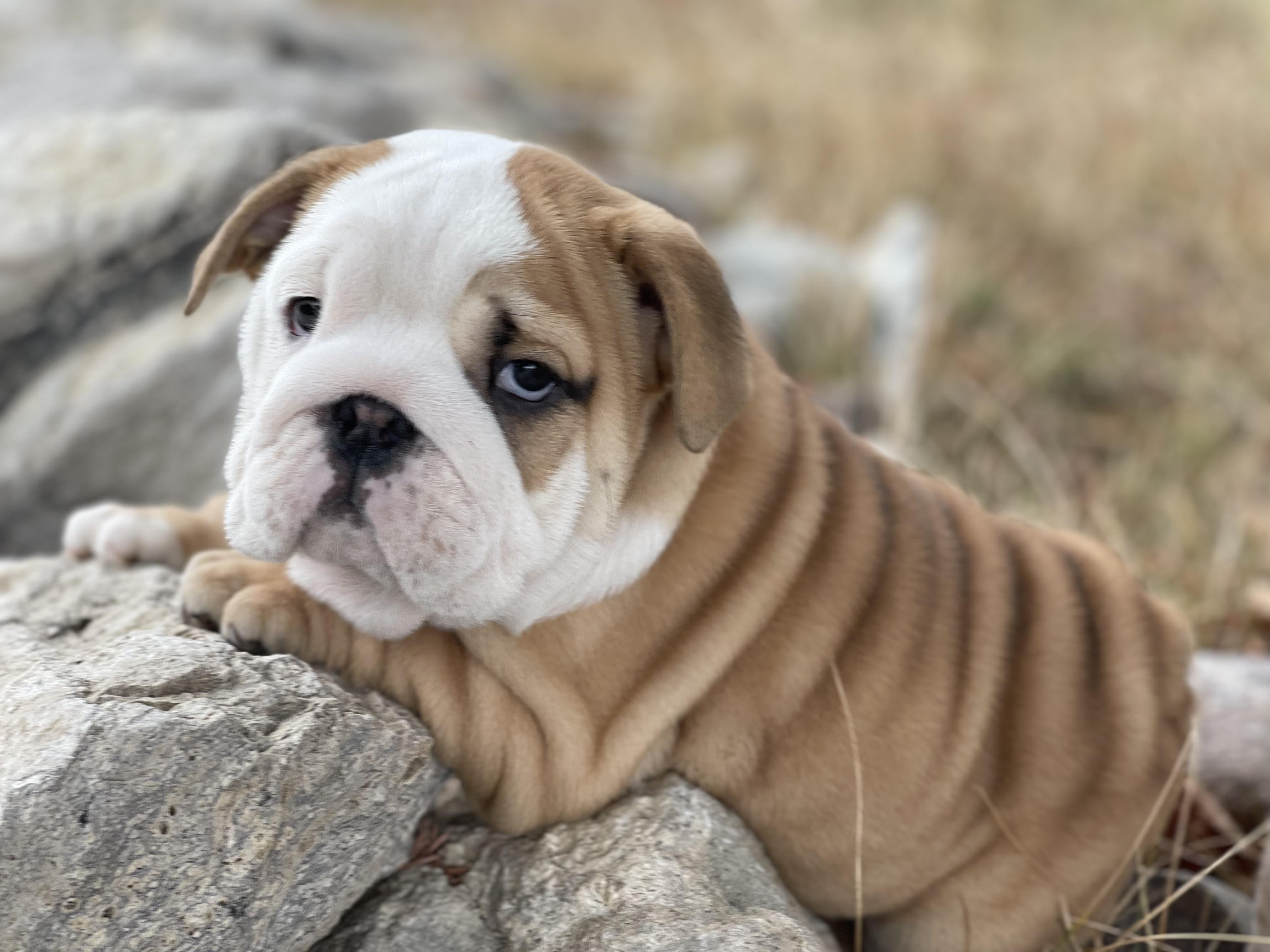 Silver State Bulldogs in Nevada | Bulldog and French Bulldog puppies ...