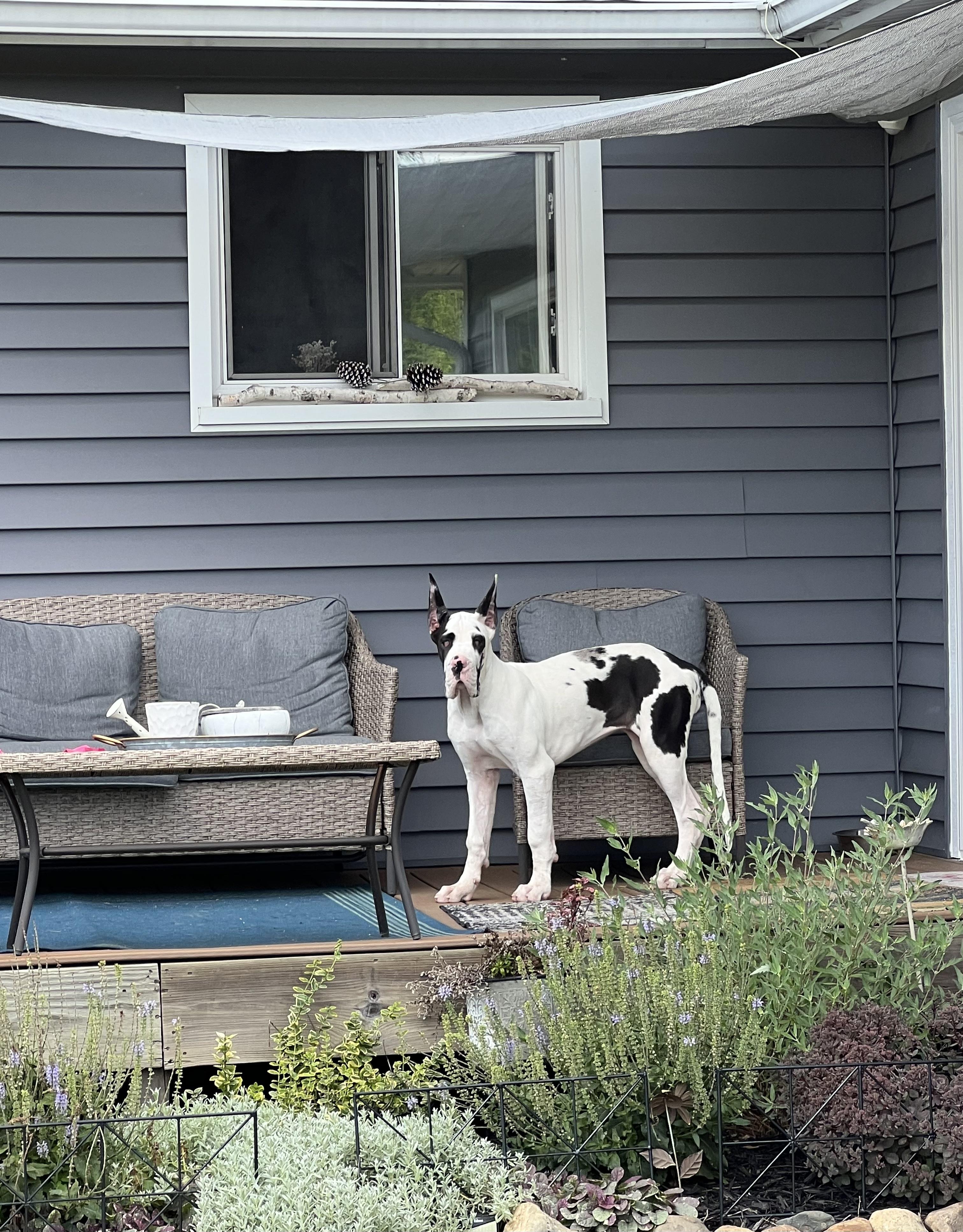 Ohana Great Danes of Michigan in Michigan | Great Dane puppies | Good Dog