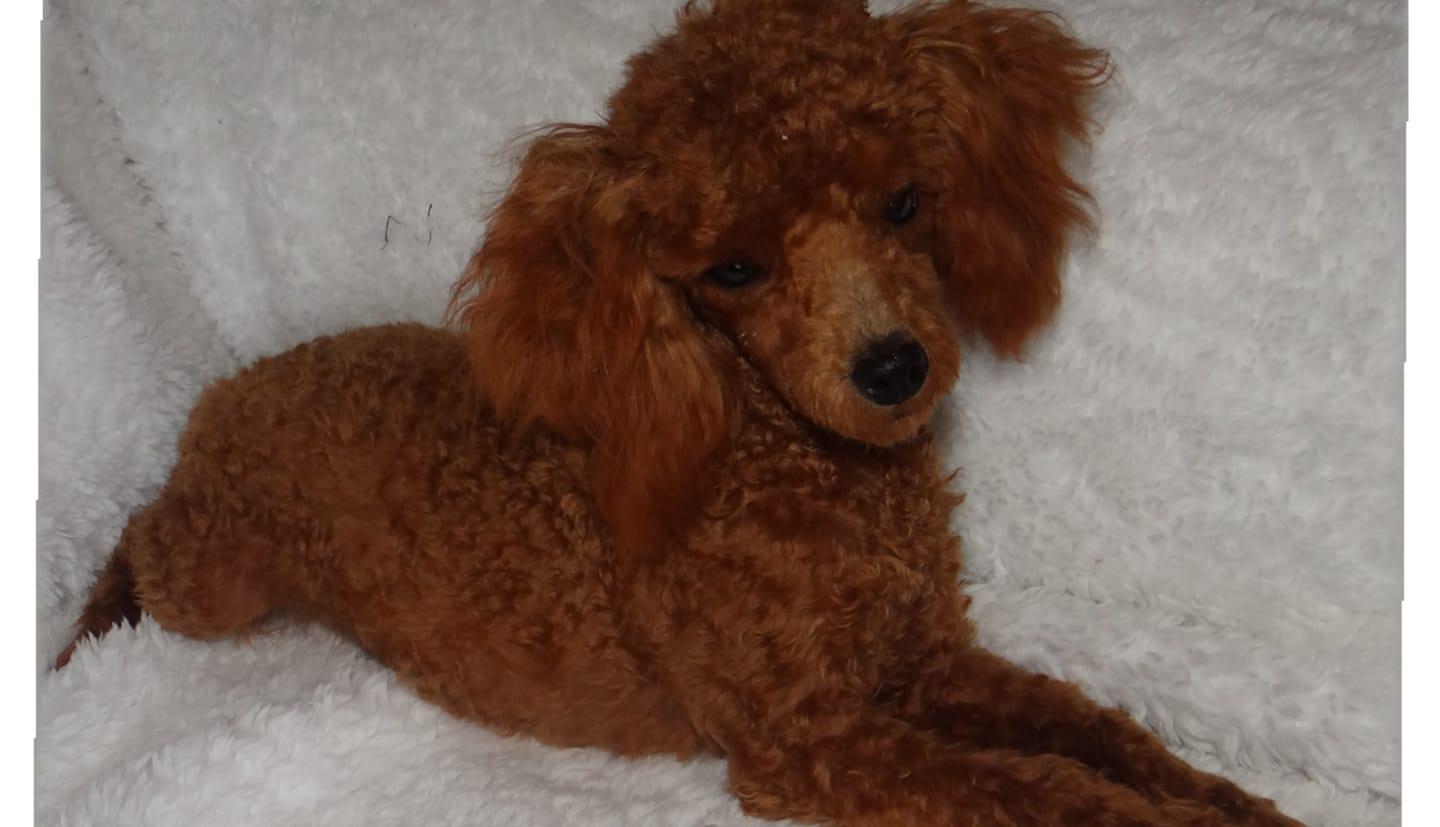 Melmack’s Prancing Poodles in Michigan | Poodle puppies | Good Dog