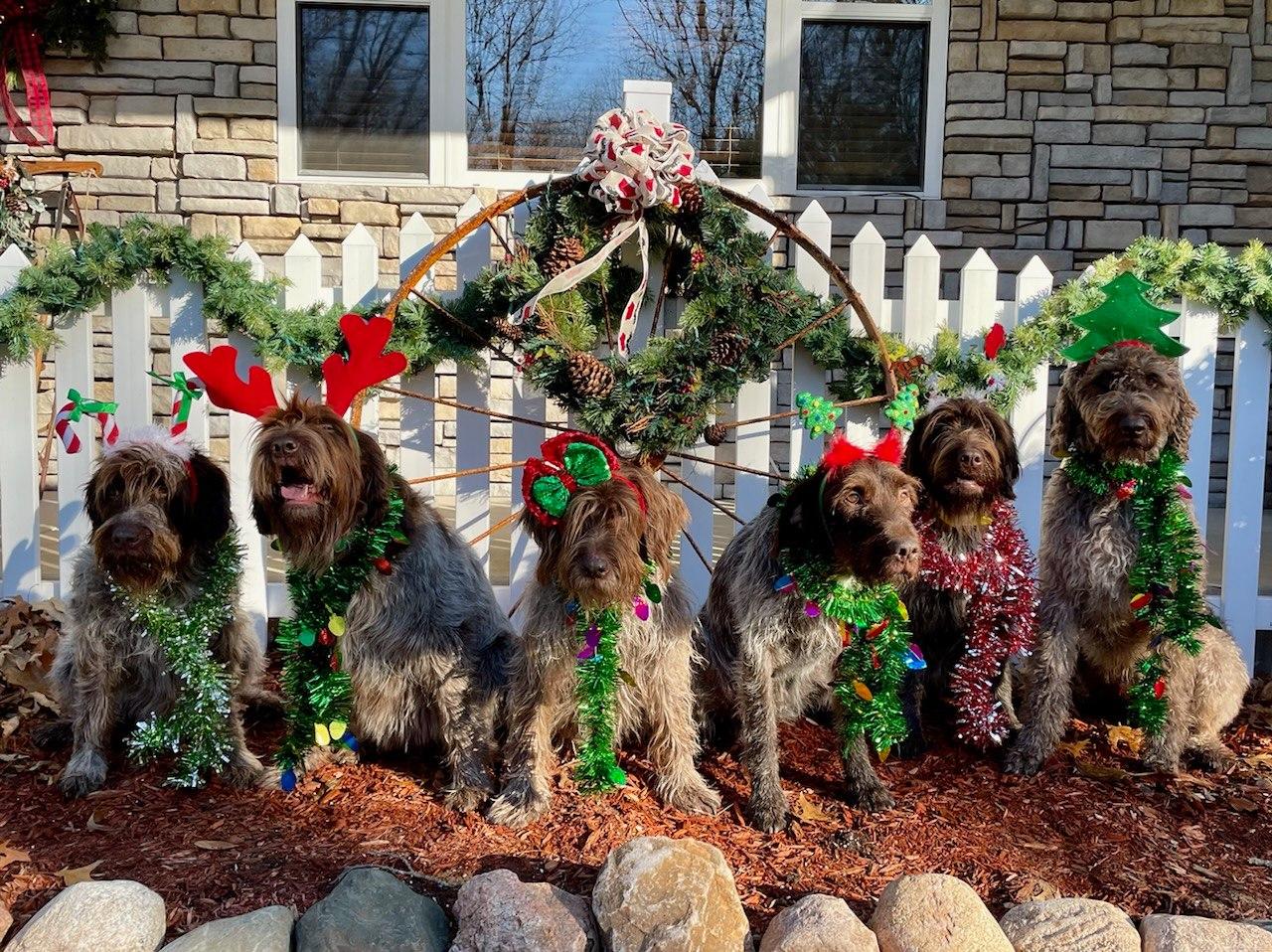 Rawley Point Griffons in Michigan | Wirehaired Pointing Griffon puppies ...