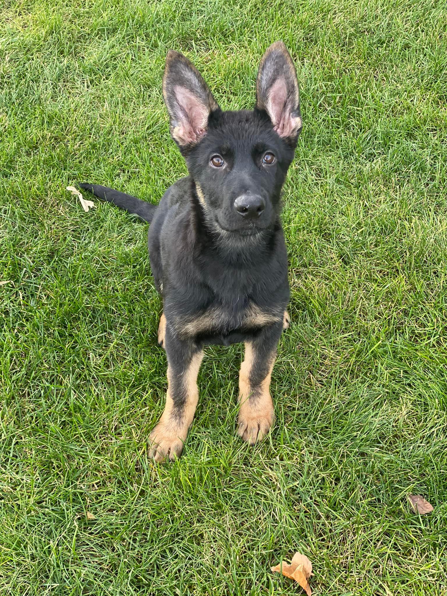 Rouse shepherds in Ohio | German Shepherd puppies | Good Dog