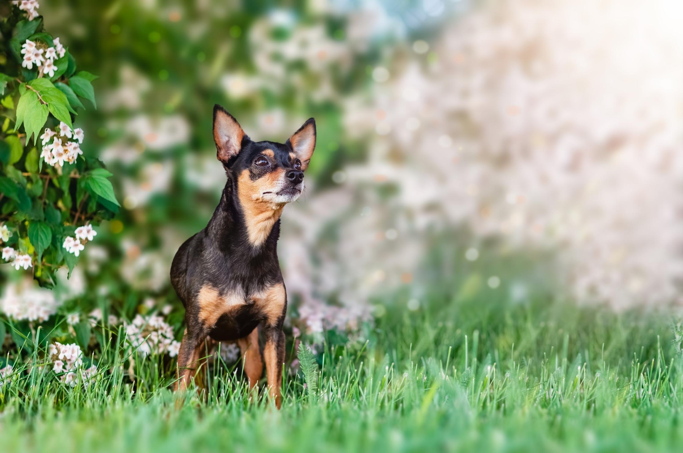 #1 Guide to Health Testing — Prague Ratter | Good Dog