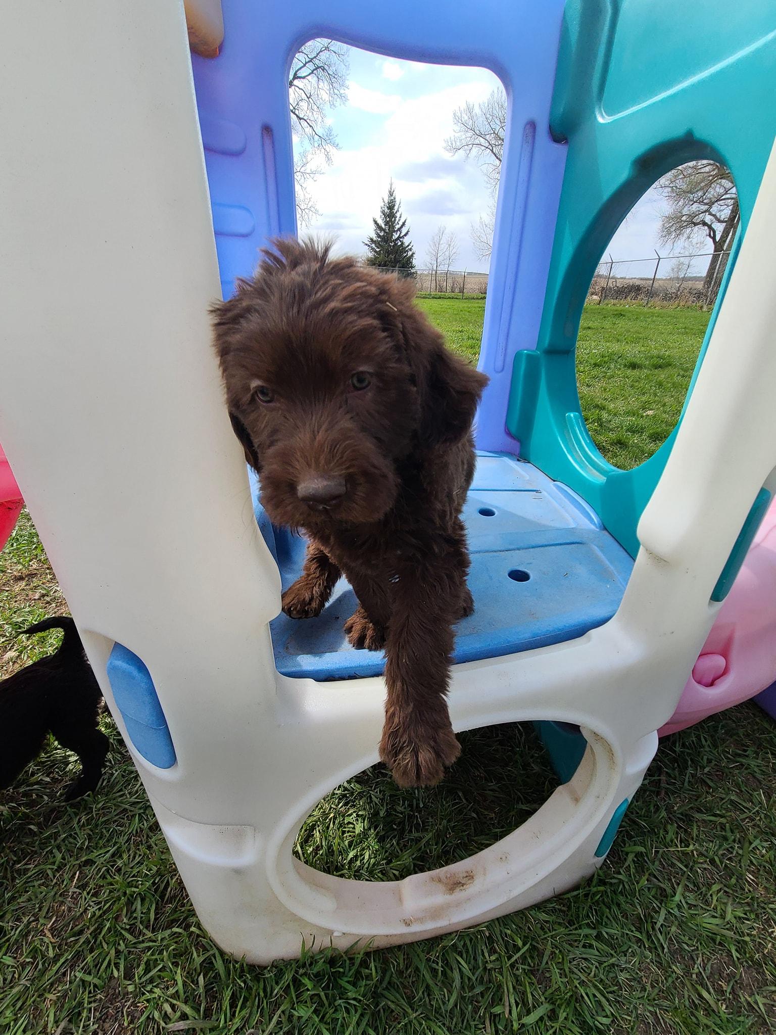 Royal Lead Labradors in Minnesota | Labradoodle and Labrador Retriever ...