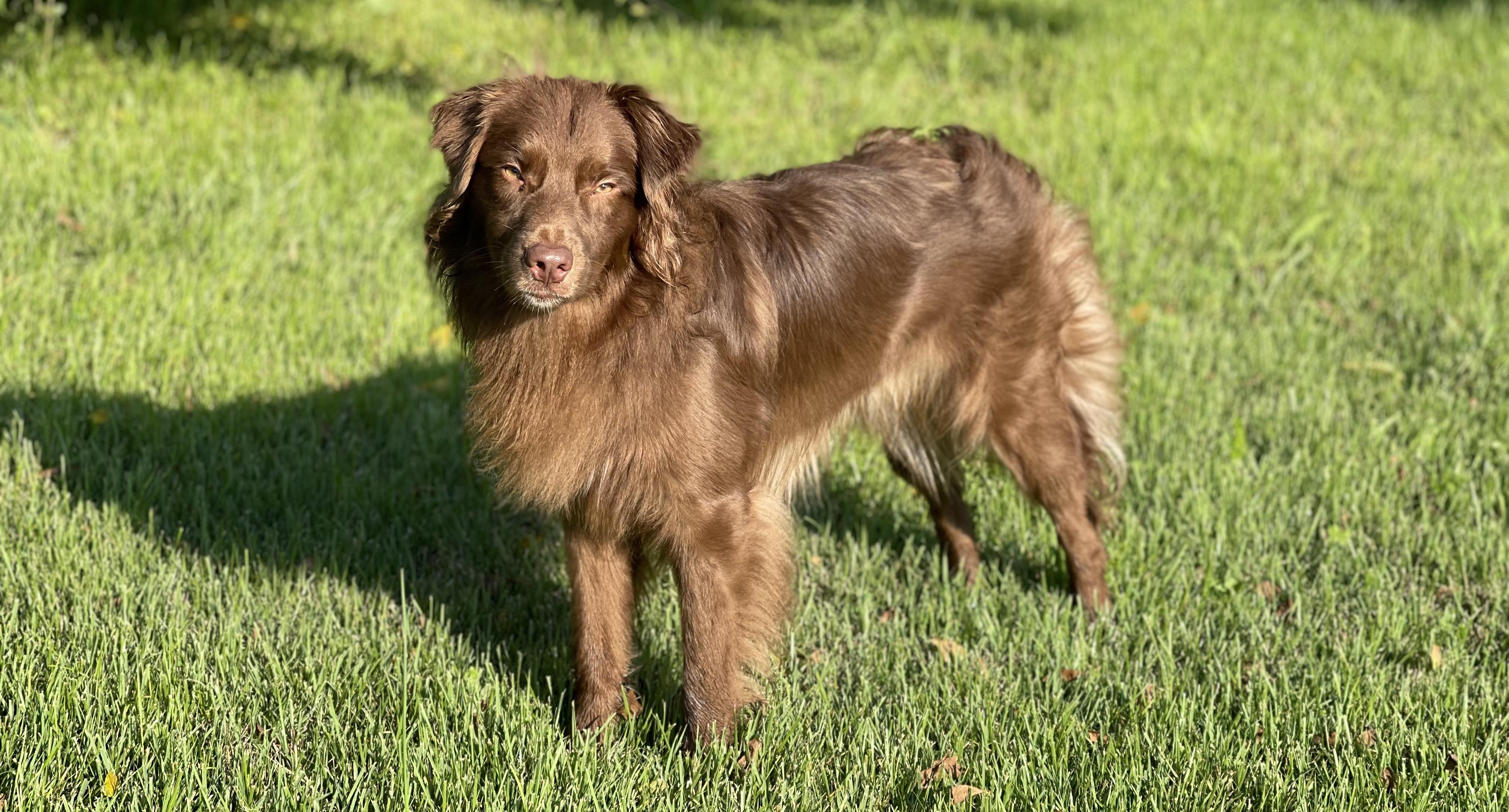 Danuser Aussie Ranch in Missouri | Australian Shepherd puppies | Good Dog