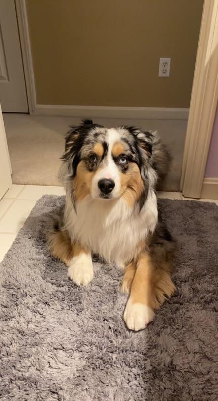 R&R Mini Aussies in Indiana | Miniature Australian Shepherd puppies ...