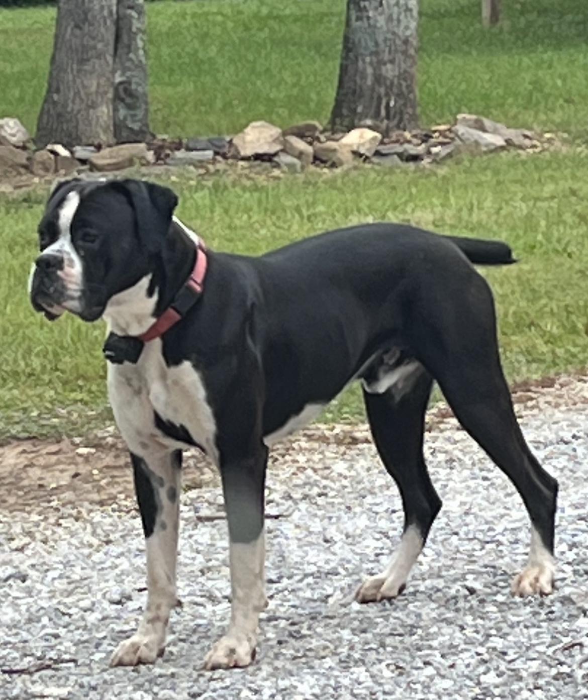 BlueridgeBoxers in Alabama | Boxer puppies | Good Dog