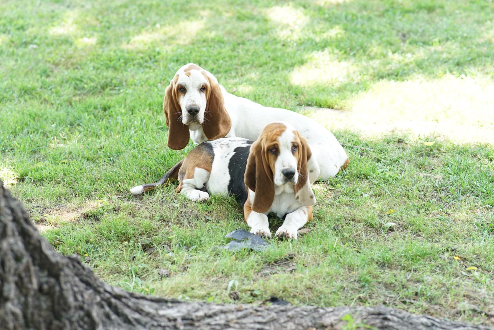 HNH Hounds in Oklahoma | Basset Hound and Bloodhound puppies | Good Dog
