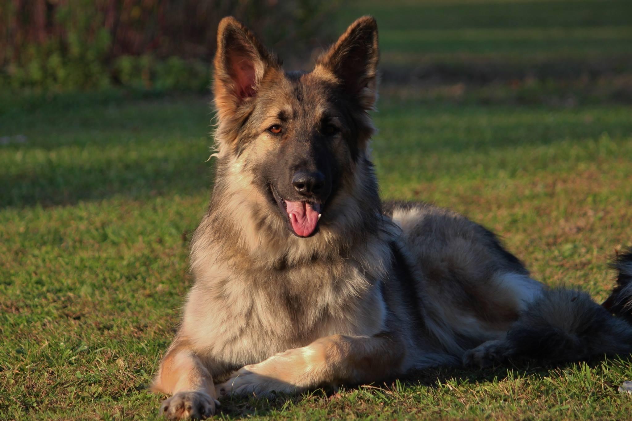 Brick Chapel Shilohs in Ohio | Shiloh Shepherd puppies | Good Dog