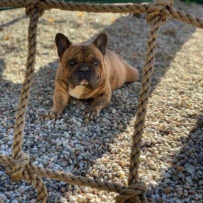 Krystal Cochran's French Bulldogs in Colorado | French Bulldog puppies ...