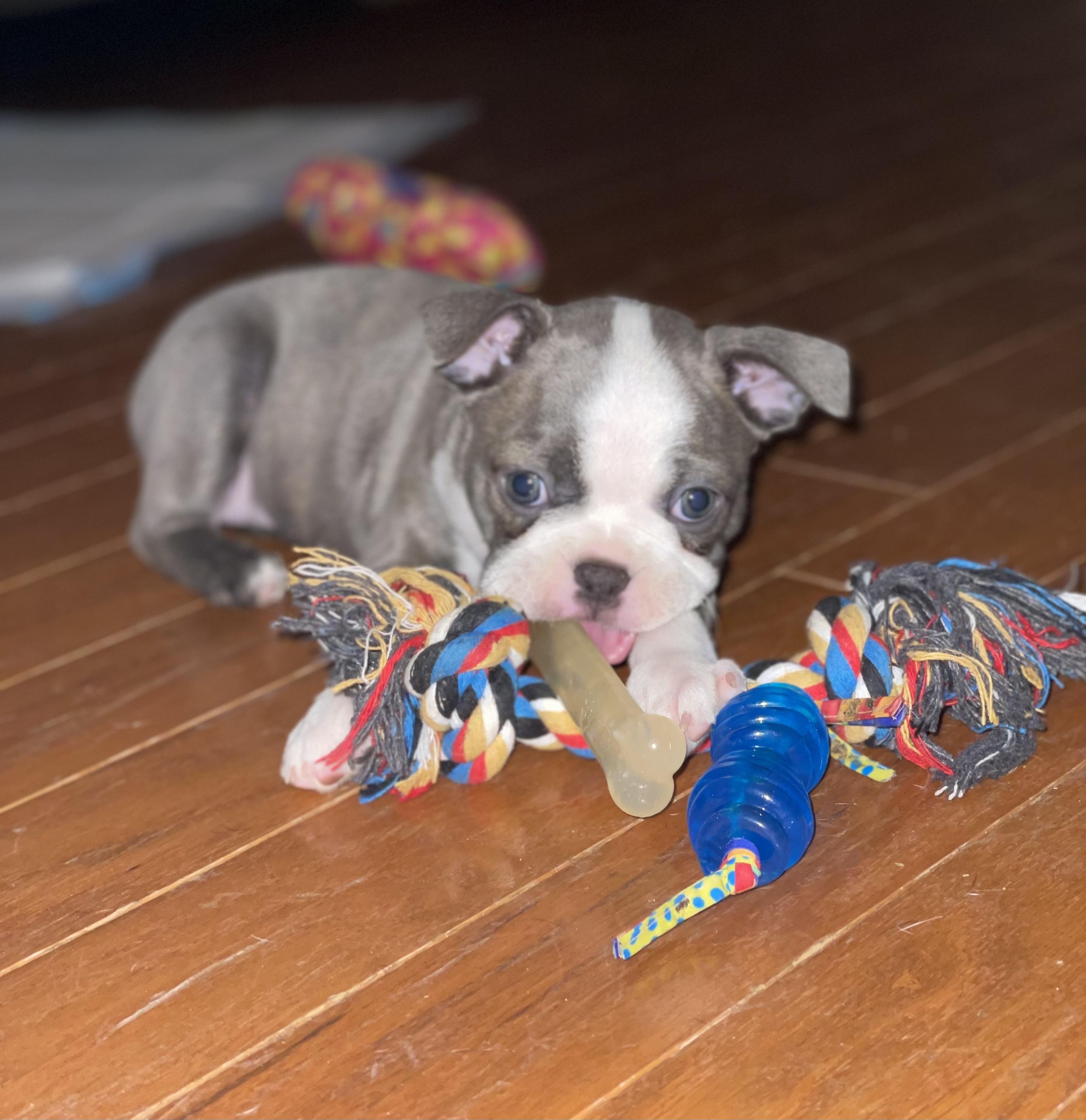 Stewie’s Bostons in Missouri | Boston Terrier puppies | Good Dog