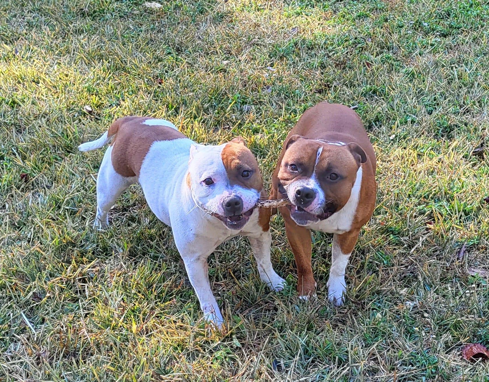 Brendale Staffies in Florida | Staffordshire Bull Terrier puppies ...