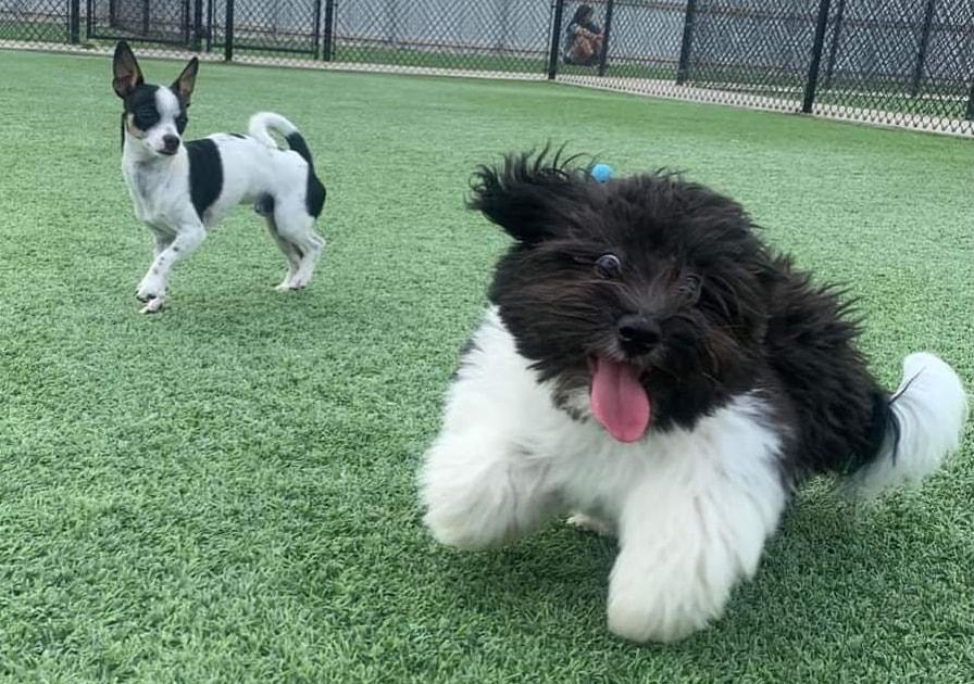 My Texas Havanese Puppies in Texas | Havanese puppies | Good Dog