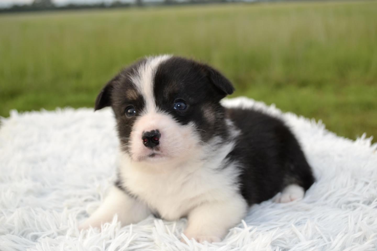 Half-Pint Corgis in Oklahoma | Pembroke Welsh Corgi puppies | Good Dog