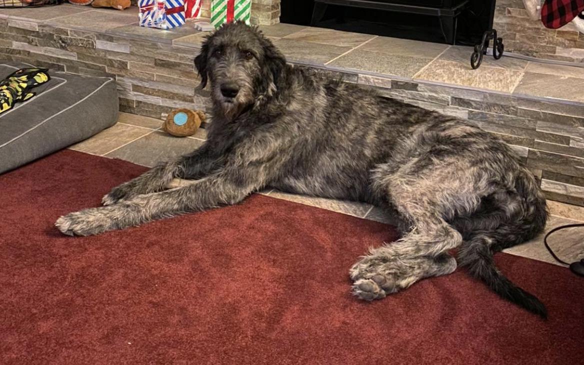 Wild Clary Kennels in Maine | Irish Wolfhound puppies | Good Dog