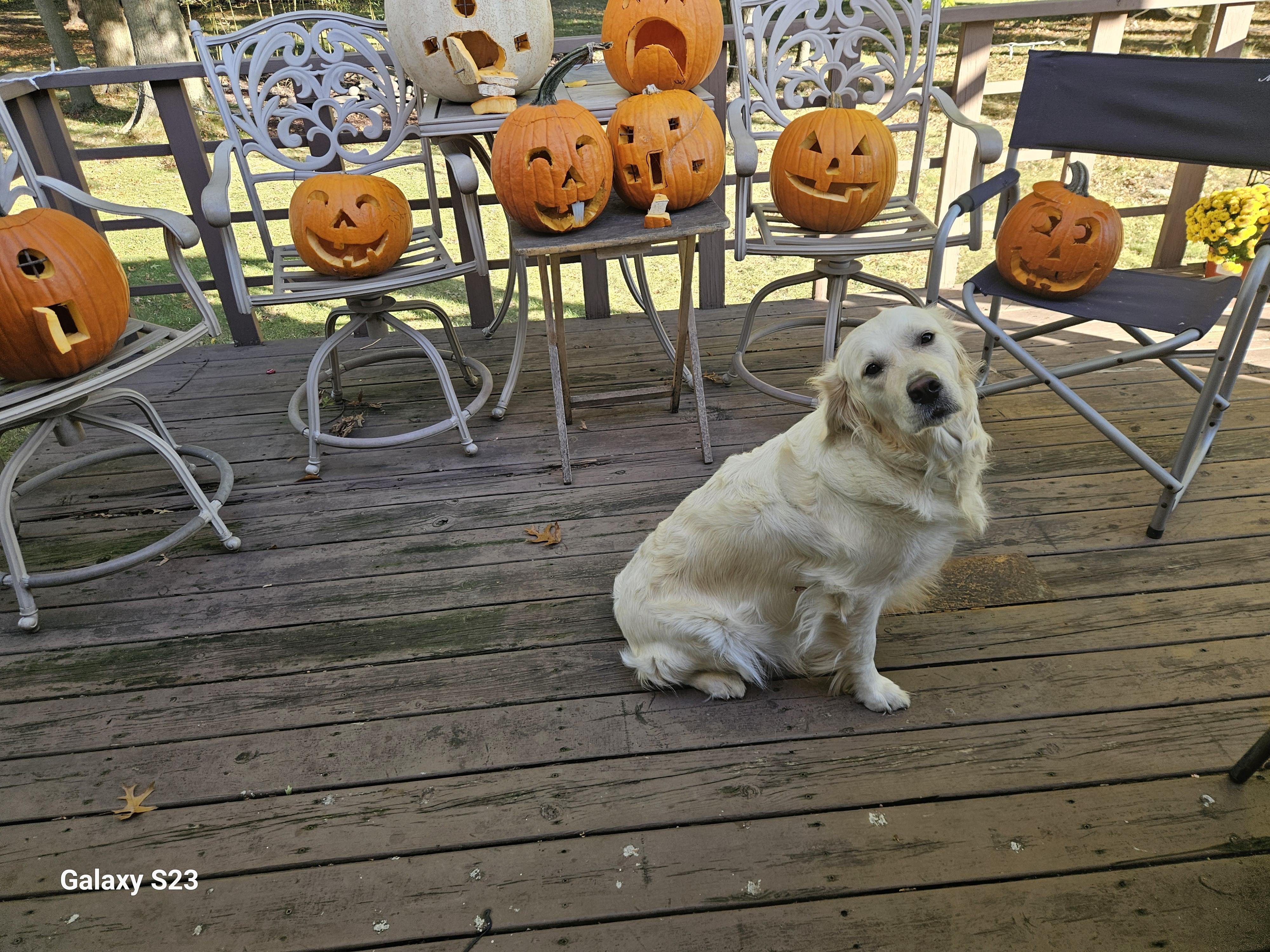 Takota Dogs in Indiana | Golden Retriever puppies | Good Dog