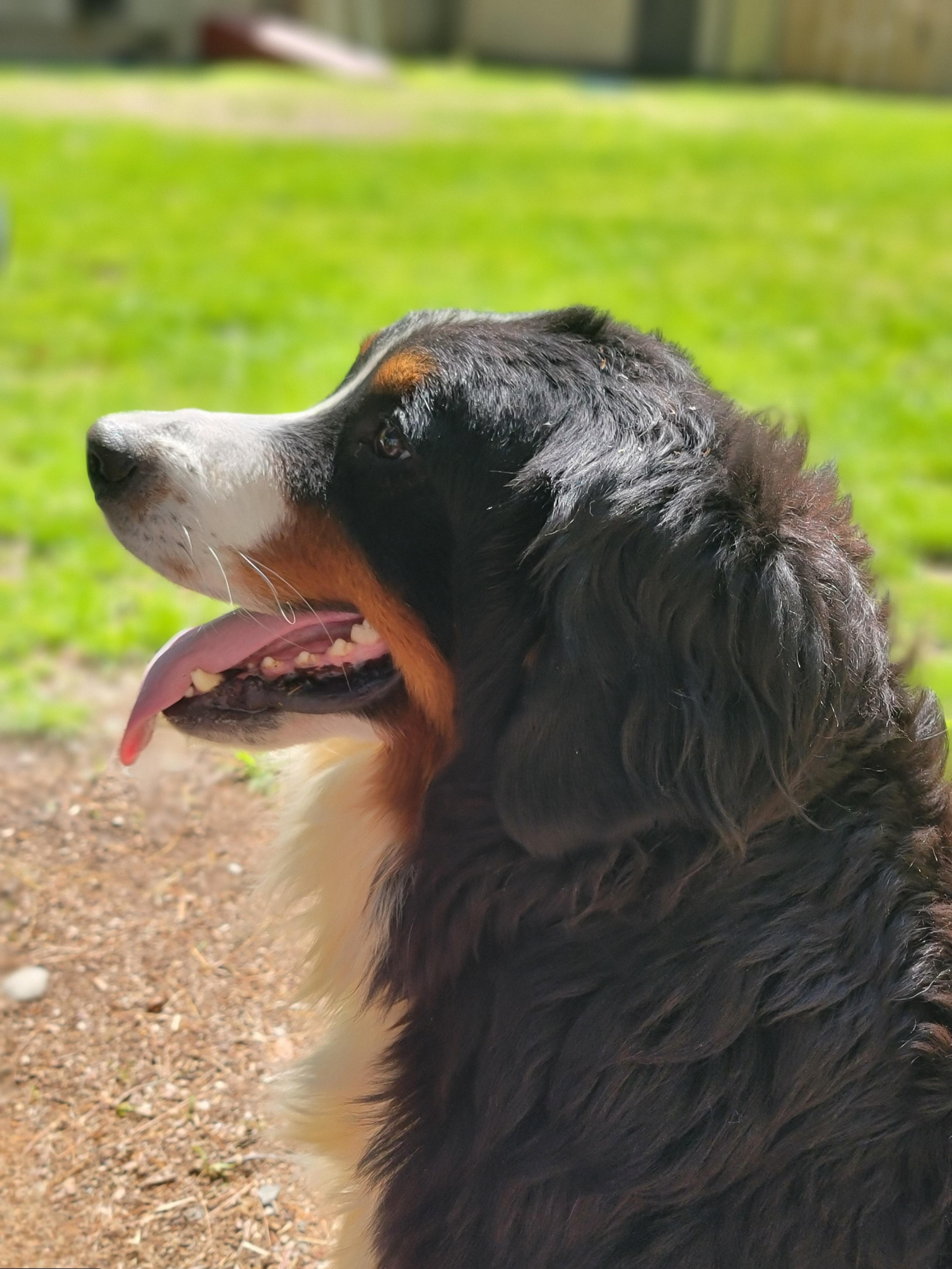 Millstone Kennel in Massachusetts | Bernese Mountain Dog and Golden Retriever puppies | Good Dog