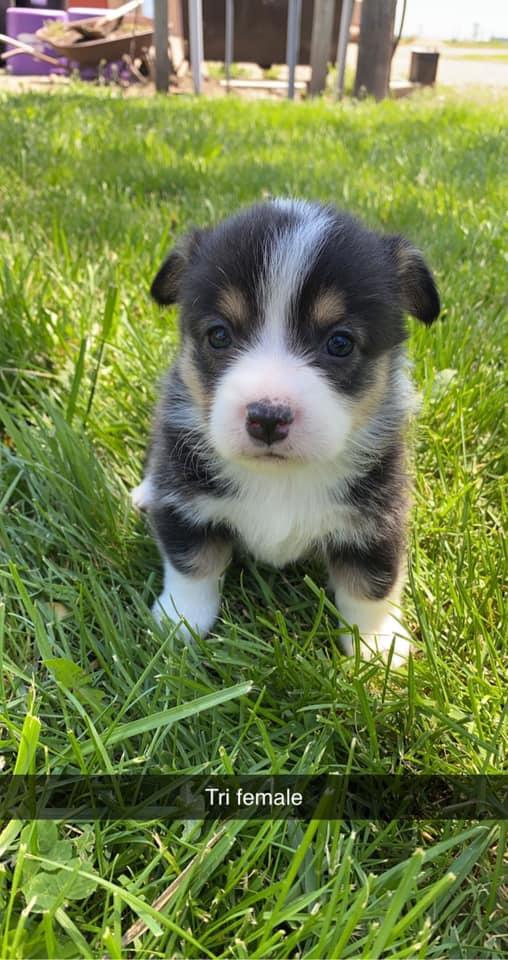 Paw Time Corgis in Nebraska | Pembroke Welsh Corgi puppies | Good Dog