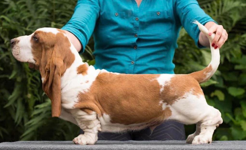 Maple Street Bassets in Alabama | Basset Hound puppies | Good Dog