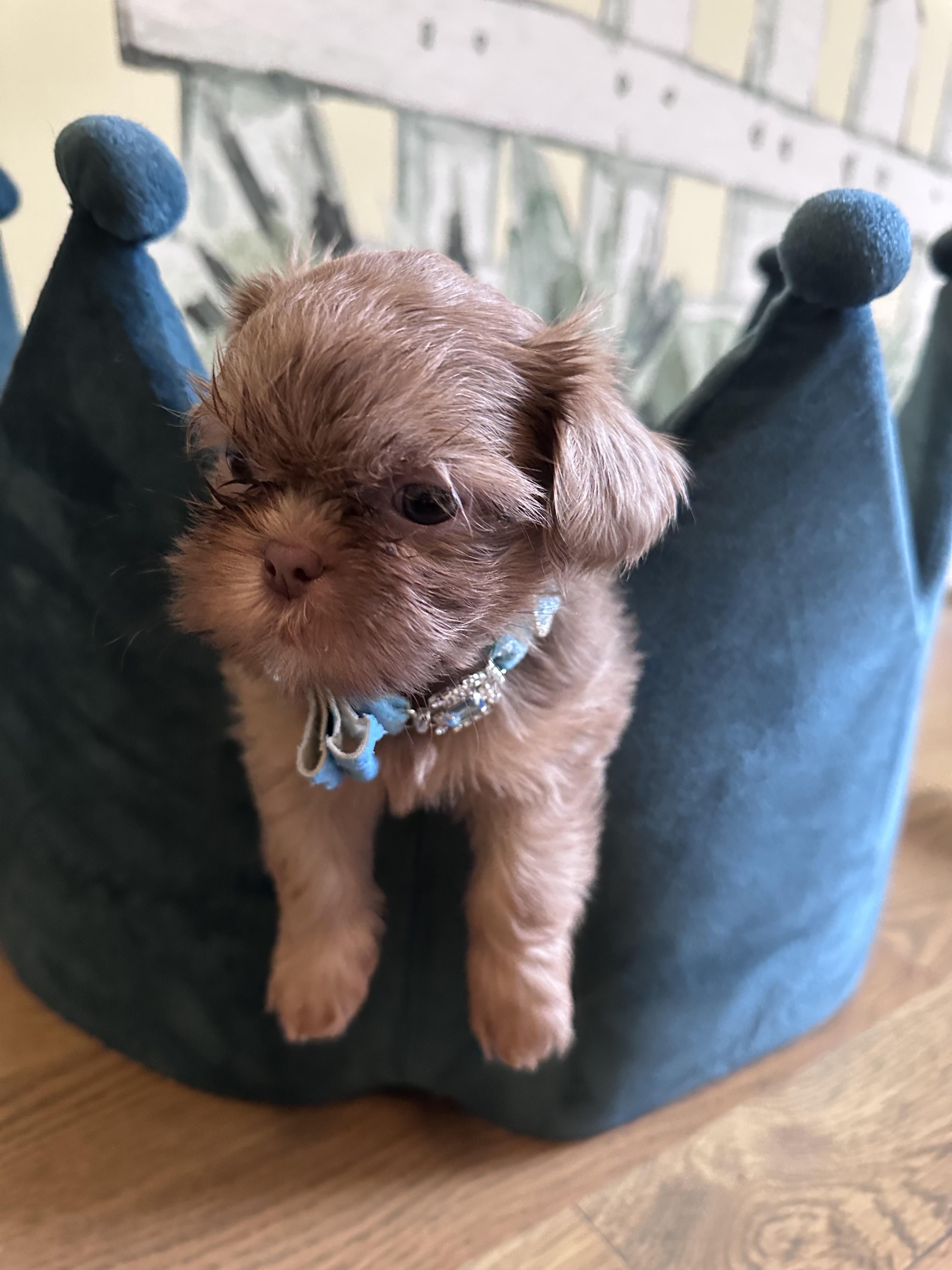 Nancy’s Lil’Shih Tzus in North Carolina | Shih Tzu puppies | Good Dog