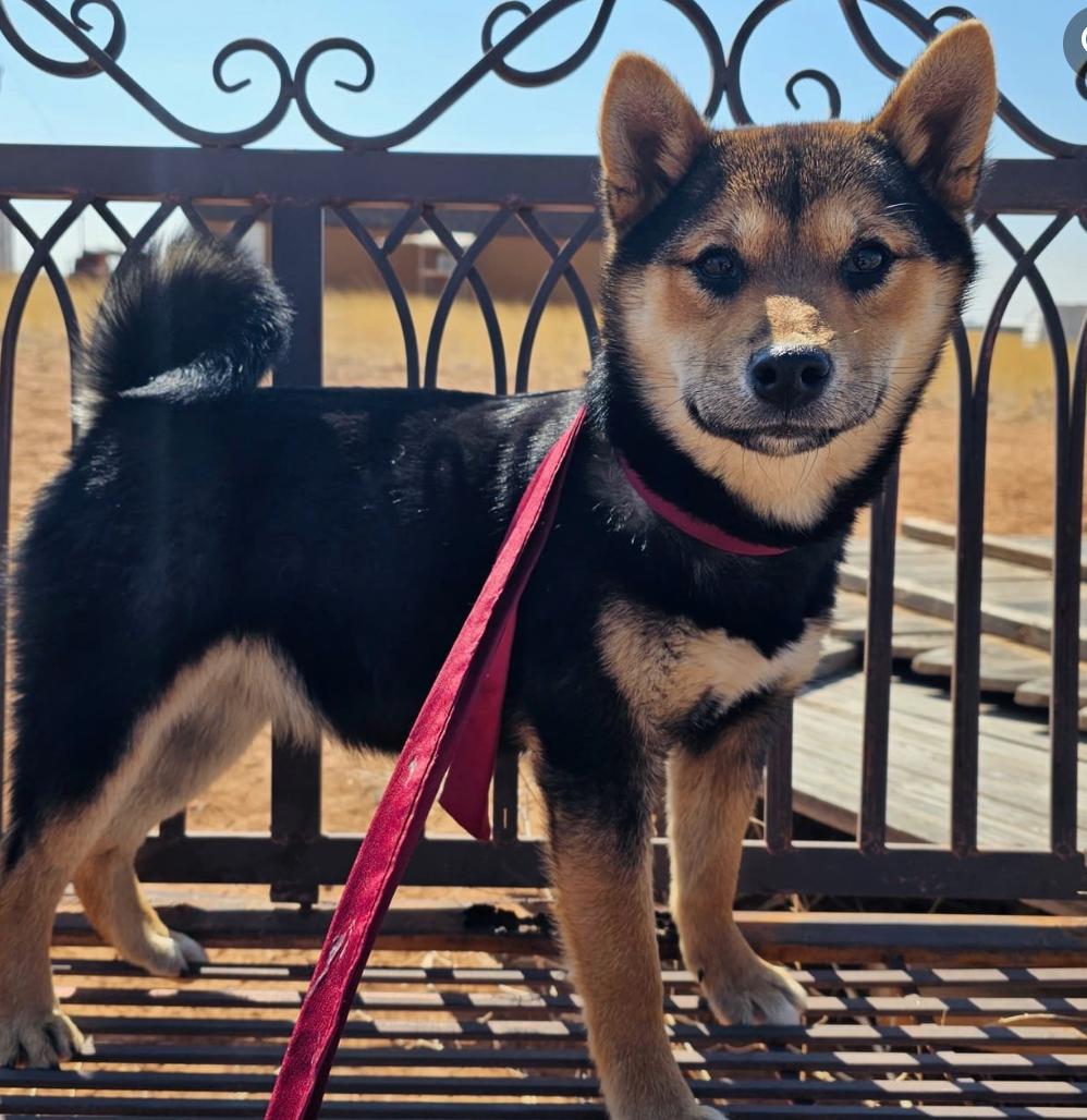 Shiba Inus of Lubbock in Texas | Shiba Inu puppies | Good Dog