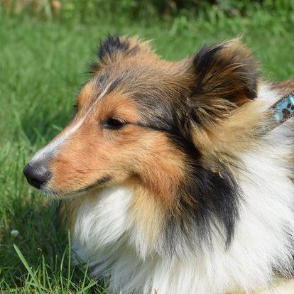Mi Shelties in Michigan | Shetland Sheepdog puppies | Good Dog