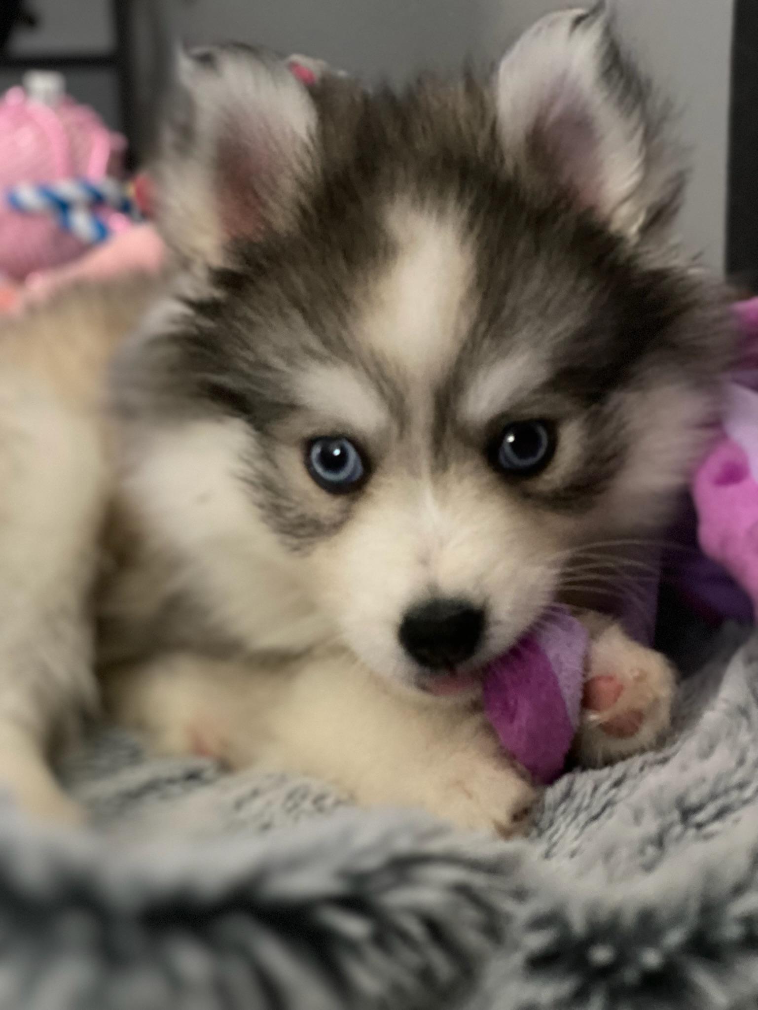 East Coast Pomskies in Virginia | Pomsky puppies | Good Dog
