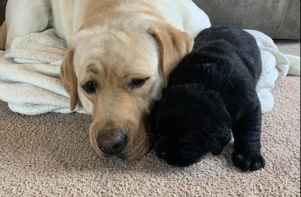 Steele Labradors in Maryland | Labrador Retriever puppies | Good Dog