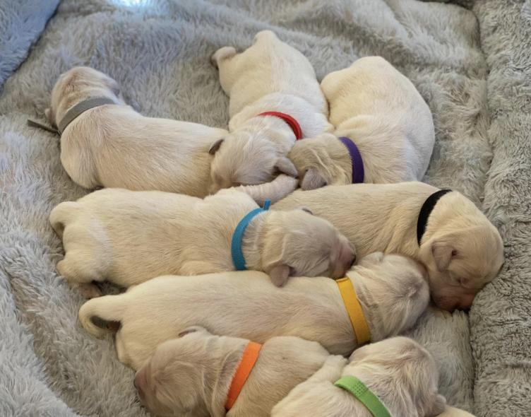 Auburn’s Golden Retrievers and Yorkshire Terriers in Ohio | Golden ...