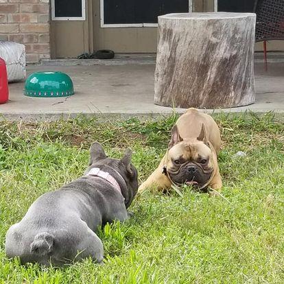 Three Vine Frenchies in Texas | French Bulldog puppies | Good Dog