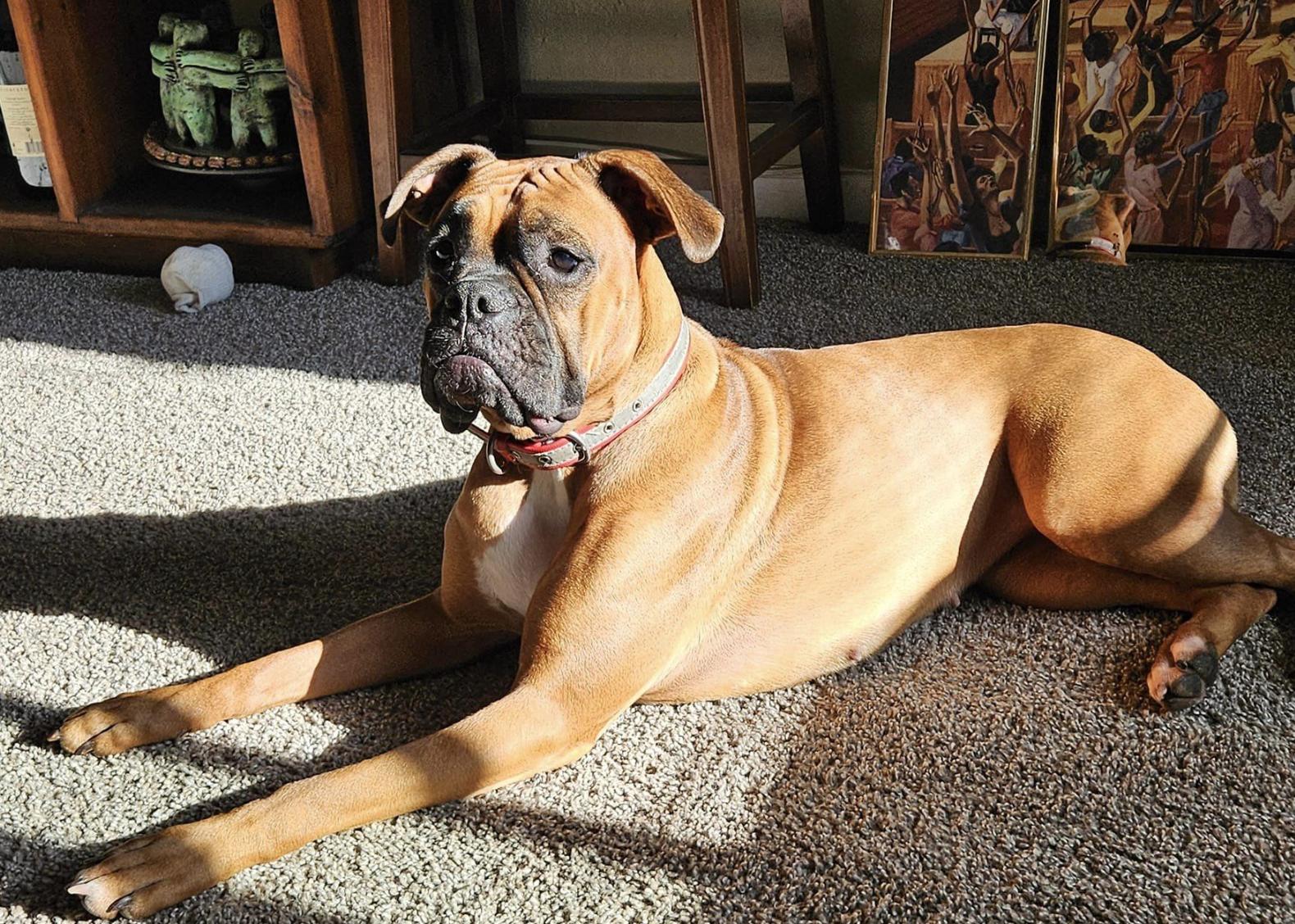 Miles High Boxers in Colorado | Boxer puppies | Good Dog